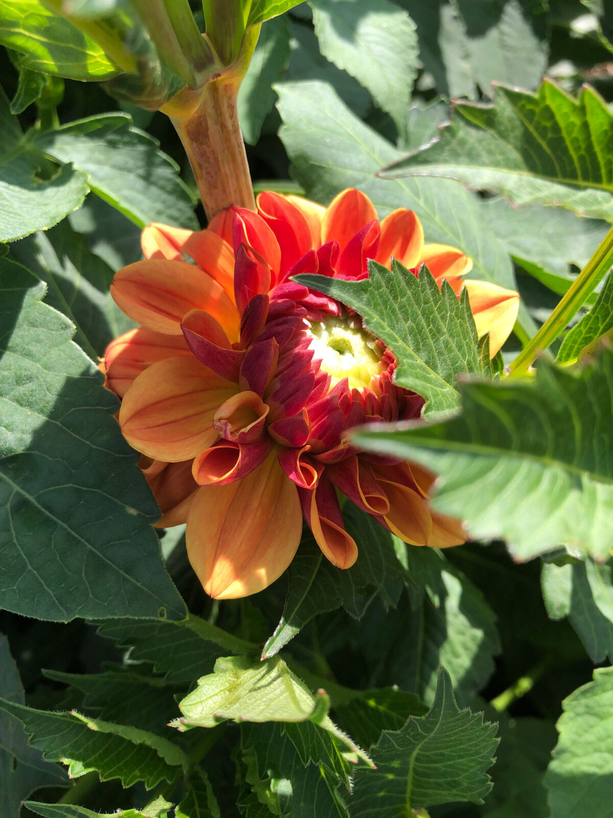 Home - Northern Farm & Flowers