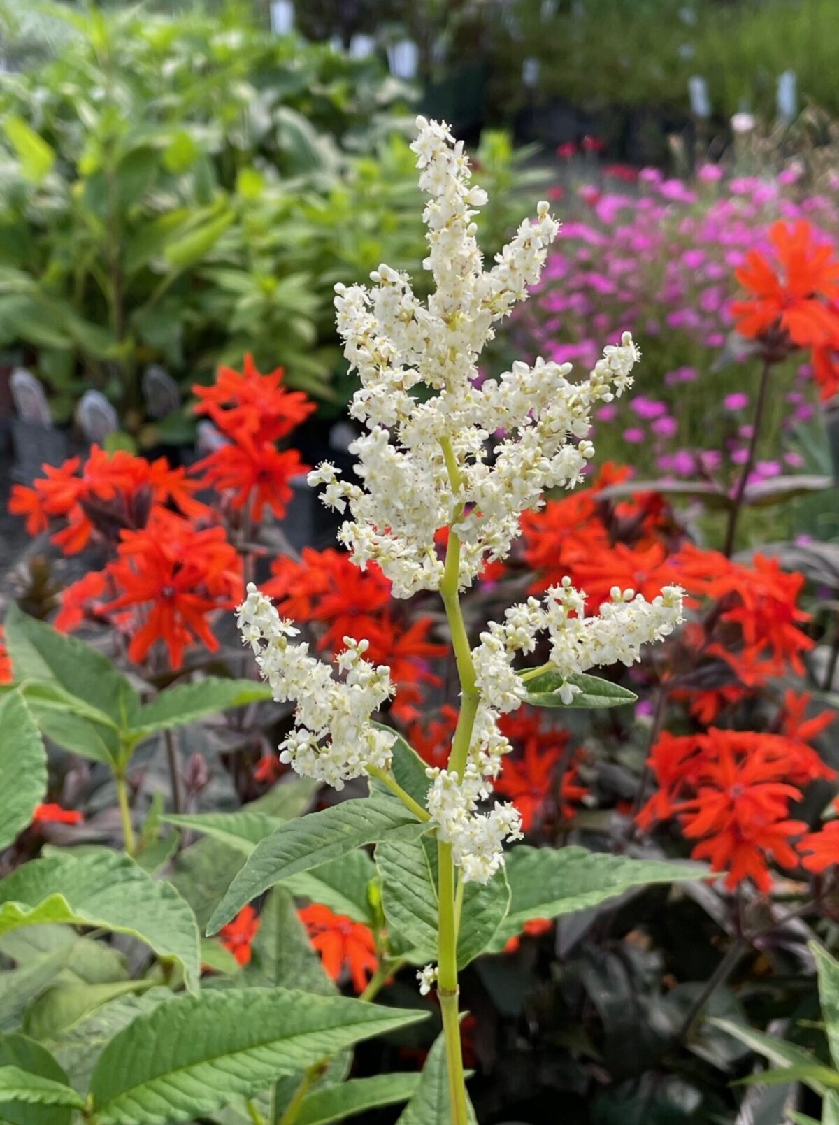 Home - Northern Farm & Flowers