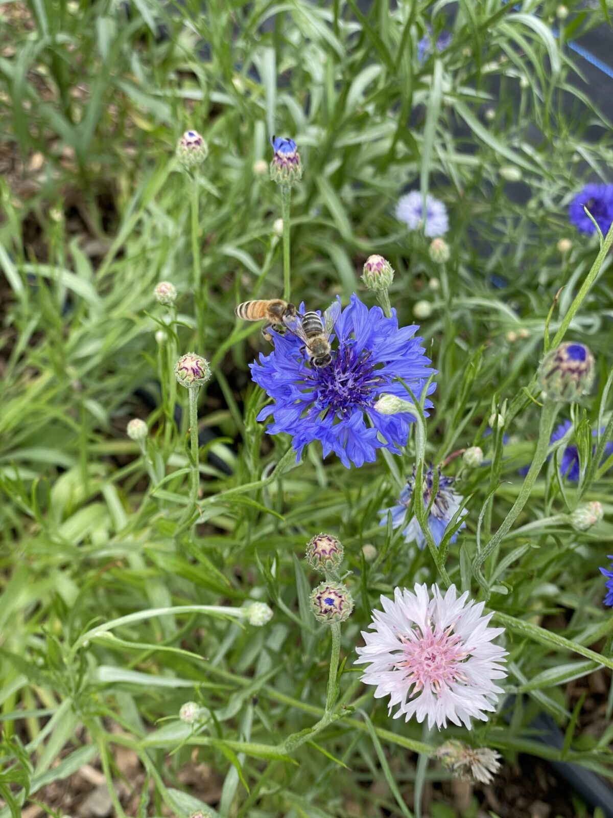 Home - Northern Farm & Flowers